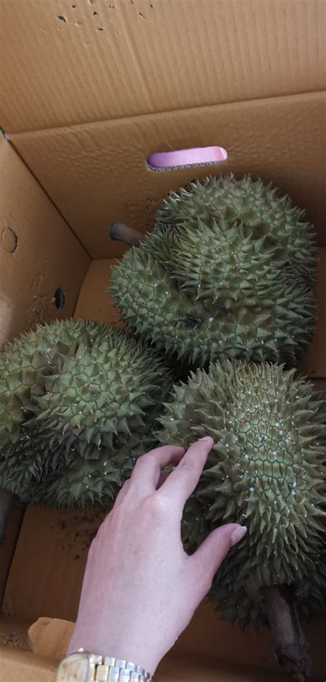 ทุเรียน ผลไม้