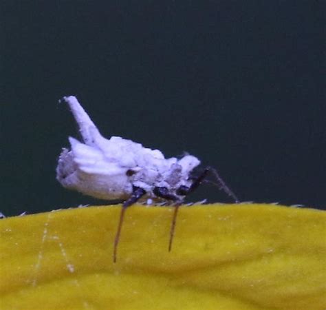 Tiny Fuzzy White Bug Bugguidenet