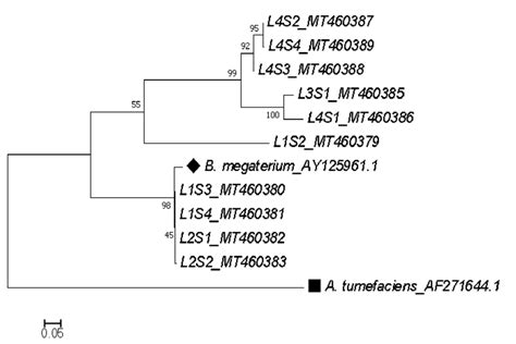 Neighbor Joining Tree Based On Partial Sequences Of The Its Region Of Download Scientific
