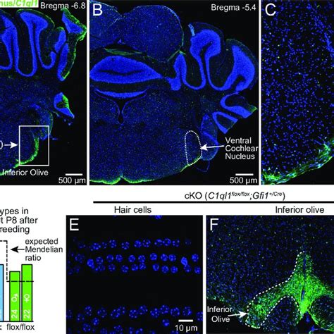Schematic Of The Structure And Function Of Otoferlin A Diagram Of