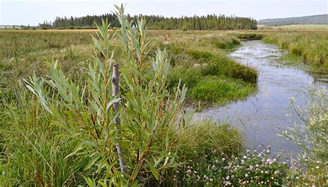 Megan Mcfall Awes Agroforestry And Woodlot Extension Society Of Alberta