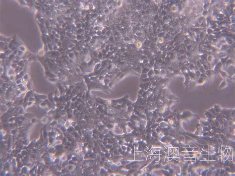 266 6小鼠胰腺腺泡癌细胞 企业官网