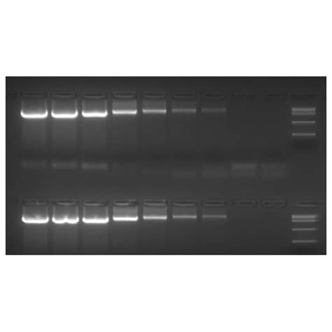 Dntp Set Filara Biomed Dntp Set Filara Biomed