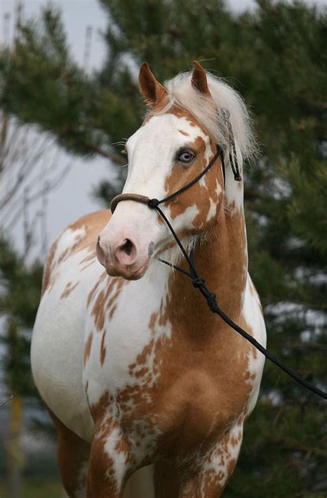 Palomino Paint Quarter Horse