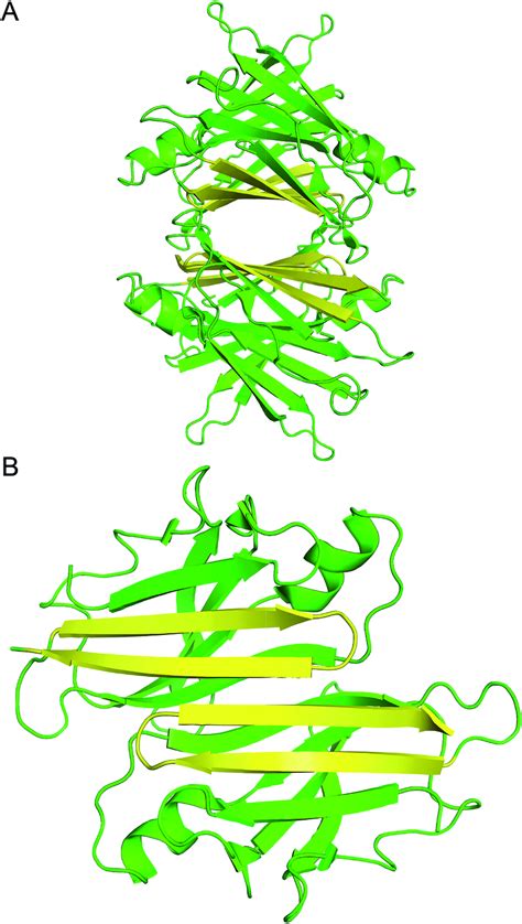 A X Ray Crystallographic Structure Of The Ttr Tetramer The β Hairpin