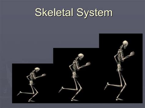 Skeletal System Powerpoint Ppt