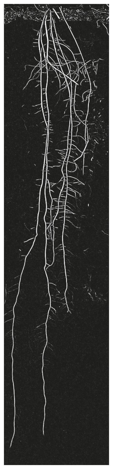Example Of Width Correction A Original Grey Image B σ Up To 5 Download Scientific