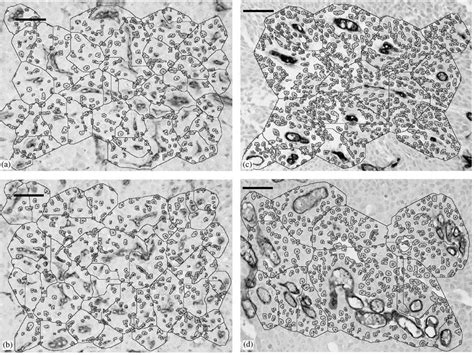 a d example images showing detection of cell nuclei and vascular