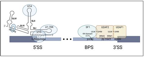 Early Splicing Complexes And Human Disease