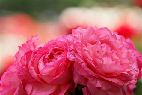 Rose Flower Love Free Photo On Pixabay Pixabay