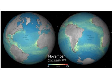 New Research Investigates Global Carbon Cycle From Phytoplankton