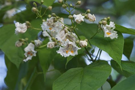 Northern Catalpa Catalpa Speciosa Deciduous Trees Cold Stream Farm