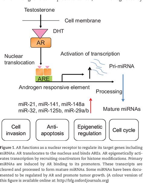 Figure 1 From The Emerging Role Of Noncoding Rna In Prostate Cancer