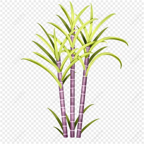 Elementos De Caña De Azúcar De Estilo De Dibujos Animadosfrescofresco