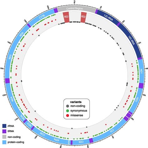 Observed Mtdna Sequence Variants Within The Dataset The 438 Variant Download Scientific