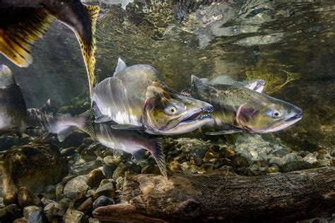 Eiko Jones Stock Humpy Pink Salmon 4