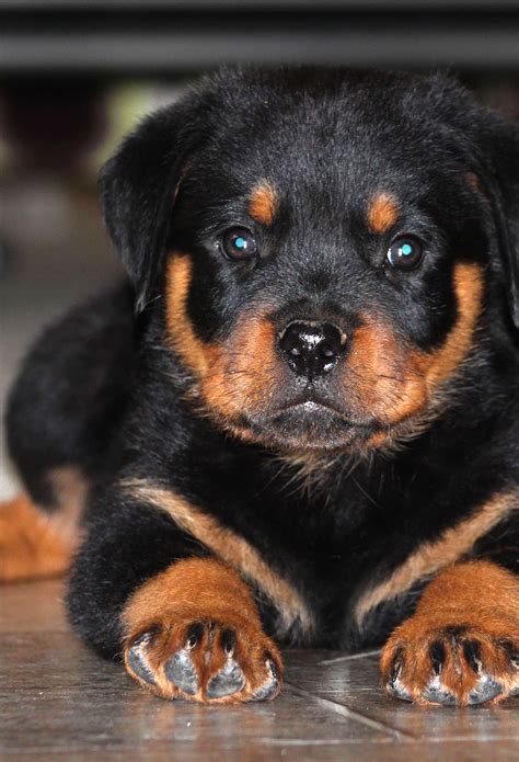 Rottweiler Puppies Wallpaper For Iphone 11 Pro Max X 8 7 6 Free Download On 3wallpapers