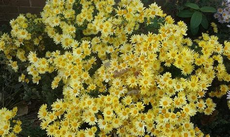 Wildflowers Photograph By Deanna Baldwin Fine Art America