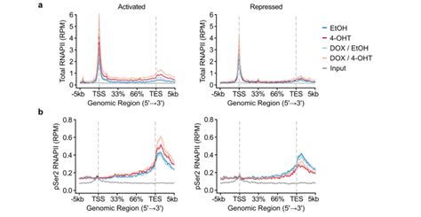 20 rnapii occupancy upon dcp1a loss and mycn activation metagene plots