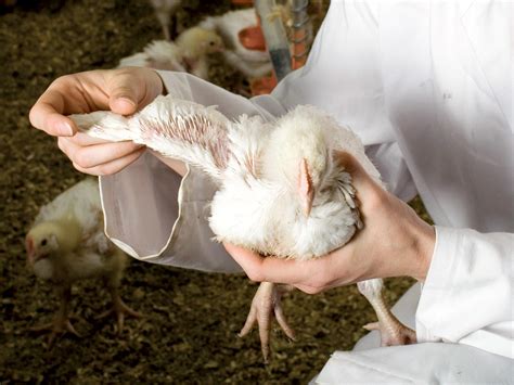 Pathogenesis Of Newly Emerged Newcastle Disease Virus In South East Asia Faculty Of Sciences