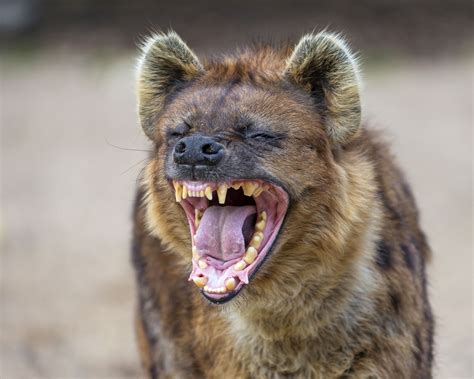 Hyena Teeth Facts