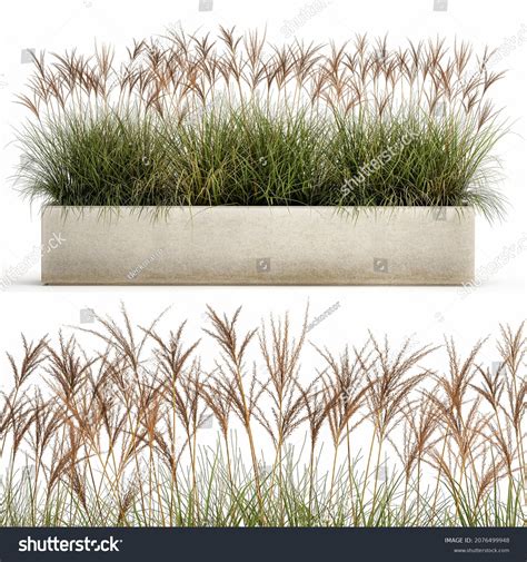 흰색 바탕에 격리된 화분의 팜파스 잔디 스톡 일러스트 2076499948 Shutterstock