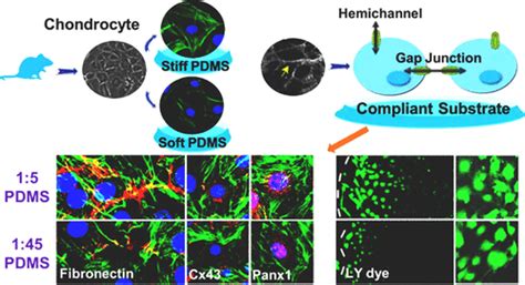 生物材料刚度指导软骨细胞之间的串扰：软骨组织工程中的新型细胞反应的含义。acs Biomaterials Science And Engineering X Mol