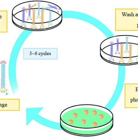 Illustration Of The Principal Of Phage Display Technology The Dna Download Scientific Diagram