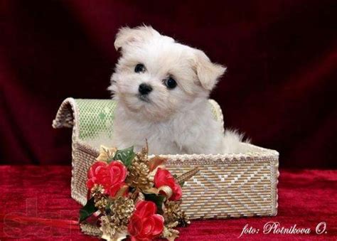 فروش زیبا ترین سگ های عروسکی Iran