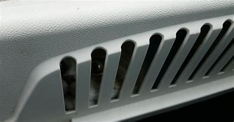 Picking Up My Gfs Cat While Shes On Vacation Imgur