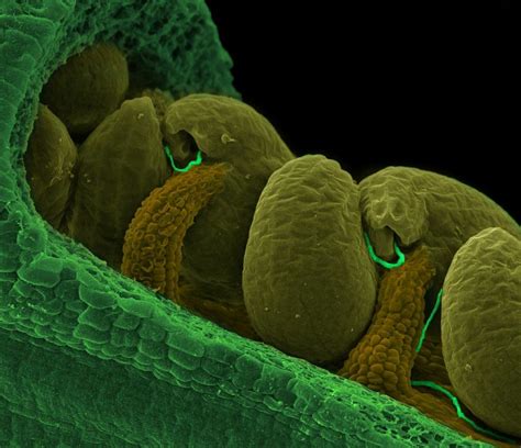 Gallery Tantalizing Images Of Plant Sex Live Science