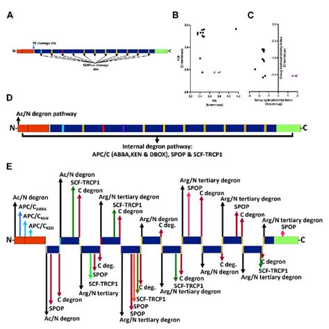 List Of Degron Motif Type And Location In The Profilaggrin Protein