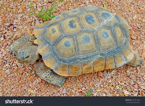 Desert Tortoise Shell Pattern