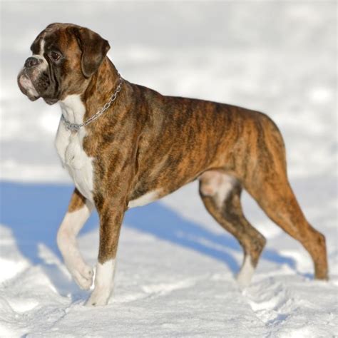 Boxer Color Chart Coats And Colors