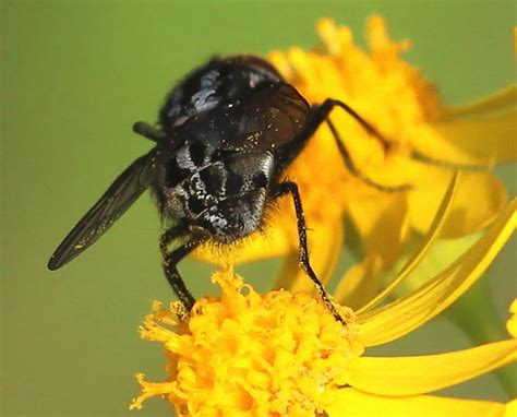 Graphomya Bugguidenet