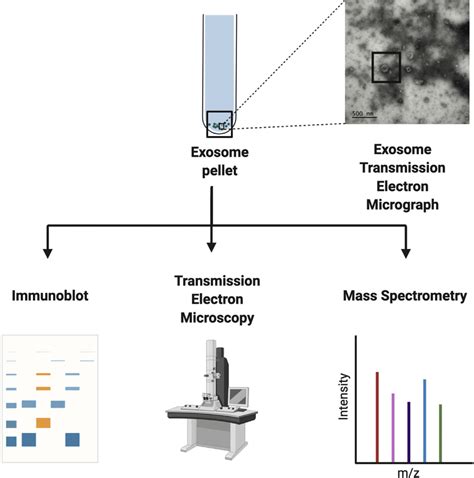 Methods Of Identification And Validation Of Extracellular Vesicles Download Scientific Diagram