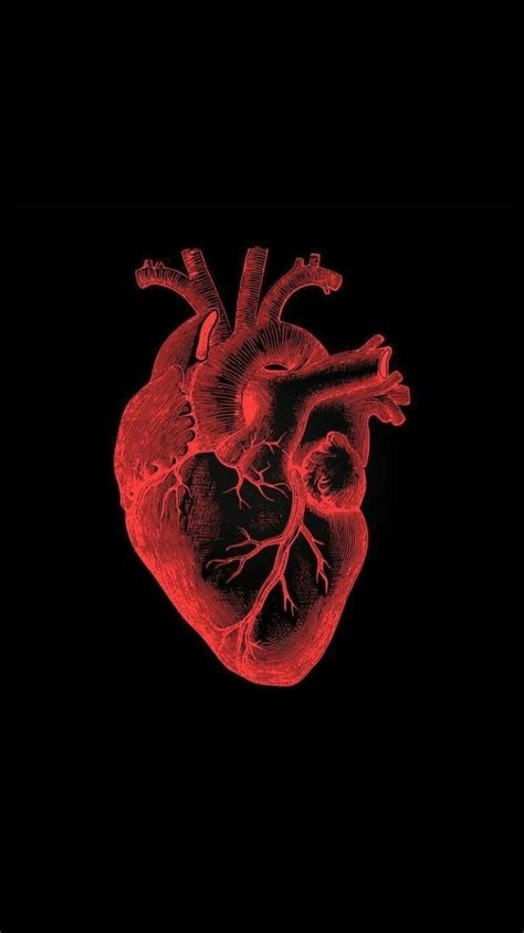 Heart