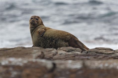 Premium Photo View Of Seal On Rock