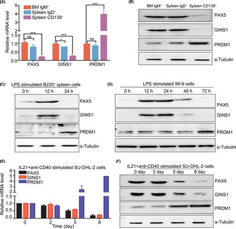 Gins1 Is Regulated By Pax5 In B‐cell Proliferation And Differentiation Download Scientific