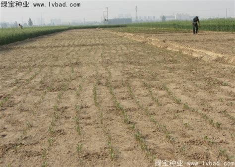 沙参什么时候种植好 绿宝园林网