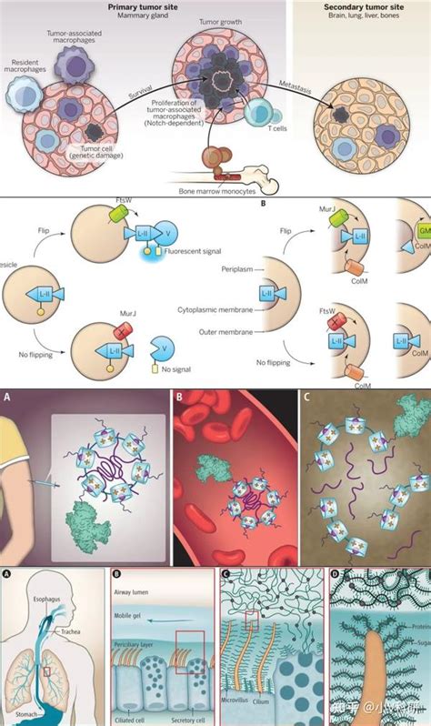 拯救绘图小白！6000张natureandscience期刊官方插图已打包！附赠科研与临床绘图ppt素材 知乎