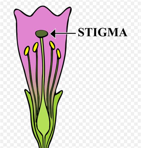 Bio Fungi Gymnosperms Angiosperms Lab Flashcards Quizlet