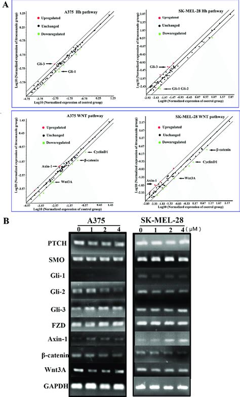 RT 2 Profiler PCR Array Screening And Genes Expression In Melanoma Download Scientific Diagram