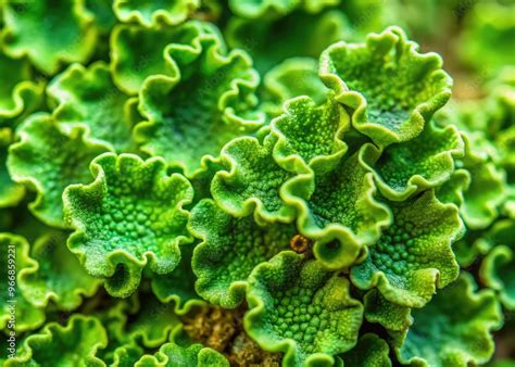 Vibrant Green Lichen Thallus With Intricate Delicate Textures And