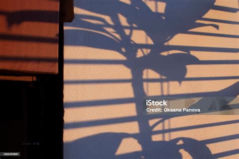 화분이 있는 냄비의 벽에 그림자가 걸려 창문위에 서 있다 창문에 대한 스톡 사진 및 기타 이미지 창문 탁자 0명 Istock