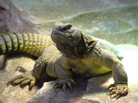 Egyptian Uromastyx Habitat