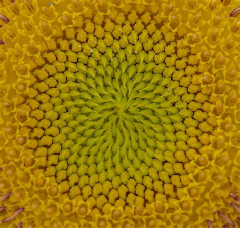 幾何学模様 Ganref