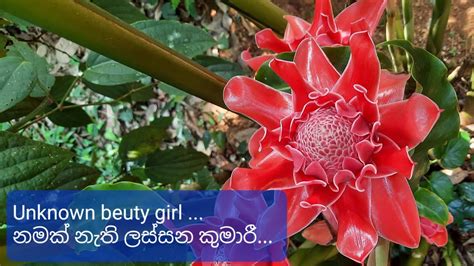 Unknown Beutiful Flower In Sri Lanka නමක් නැති ලස්සන මලක් Youtube