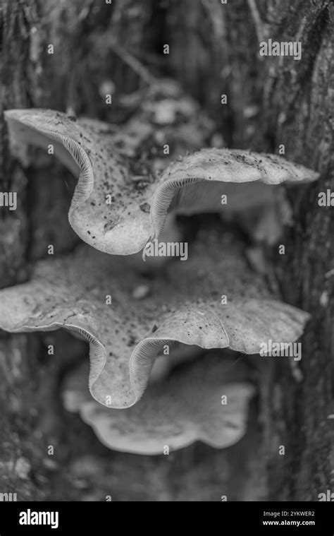 Honey Fungus Super Abundant Edible Tree Mushroom Fungus Armillaria Mellea Culls Old Infirm