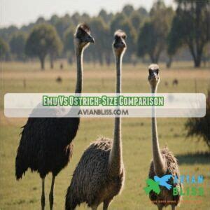 Emu Vs Ostrich 10 Jaw Dropping Differences You Wont Believe Exist